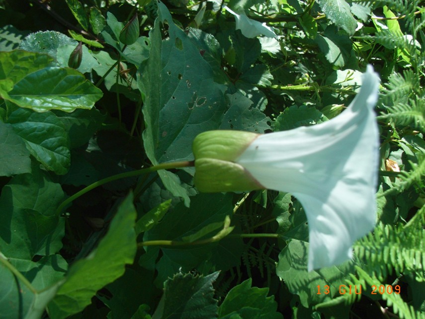 Convolvulus silvaticus (=Calystegia sylvatica) / Vilucchio maggiore ...