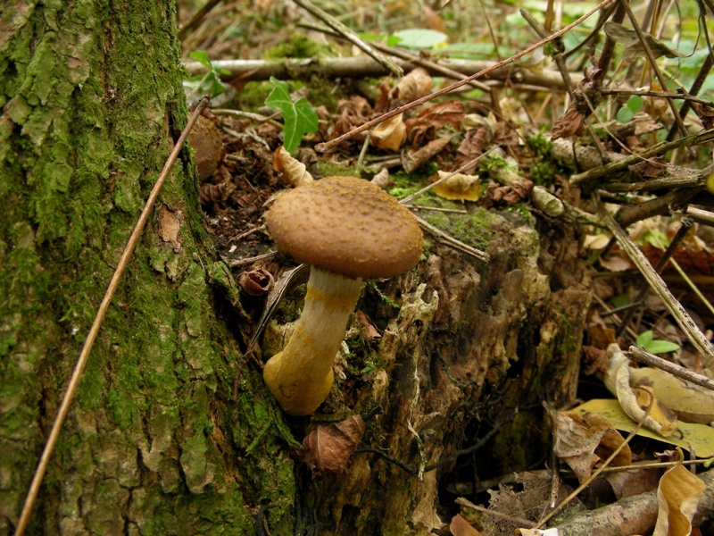 Fioritura di Armillaria , Natura Mediterraneo | Forum Naturalistico