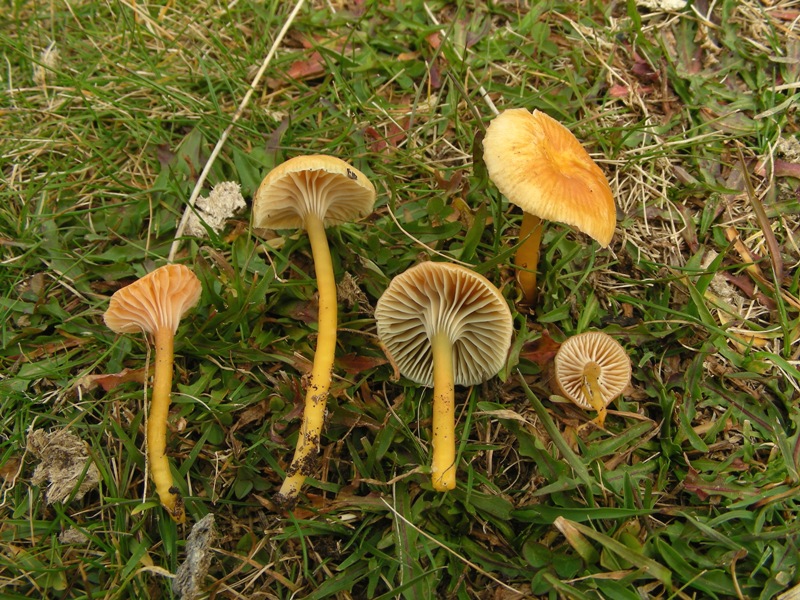 Viva le Hygrocybe!!! , Natura Mediterraneo | Forum Naturalistico