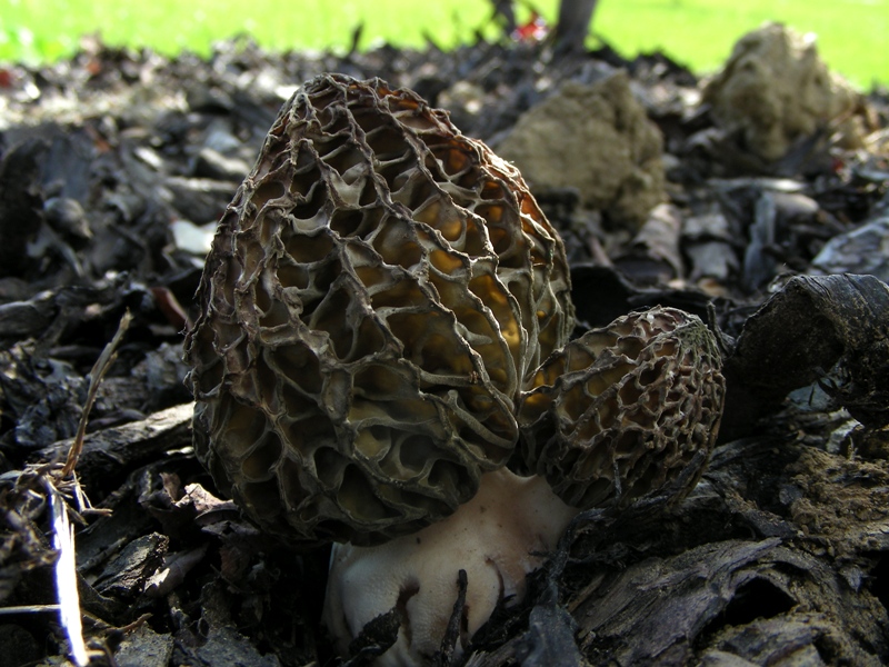 non solo Morchelle , Natura Mediterraneo | Forum Naturalistico