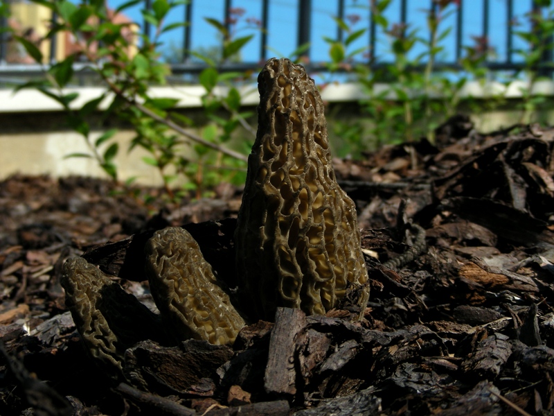 non solo Morchelle , Natura Mediterraneo | Forum Naturalistico