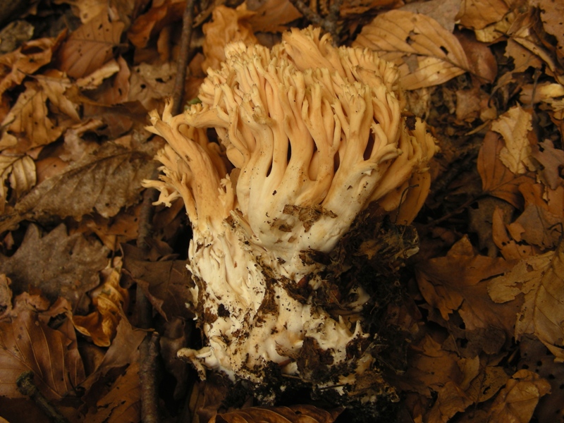 appariscente Ramaria (cfr. Ramaria formosa) , Natura Mediterraneo ...