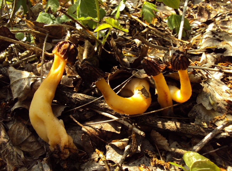 Verpe & morchelle , Natura Mediterraneo | Forum Naturalistico