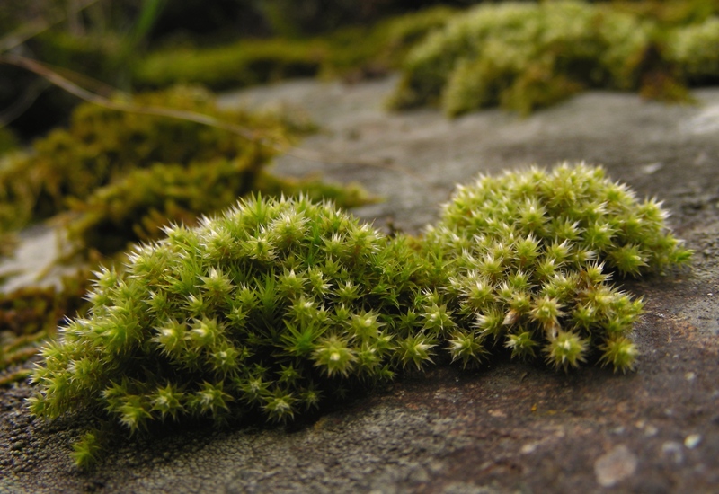 muschio? sfagno? , Natura Mediterraneo | Forum Naturalistico