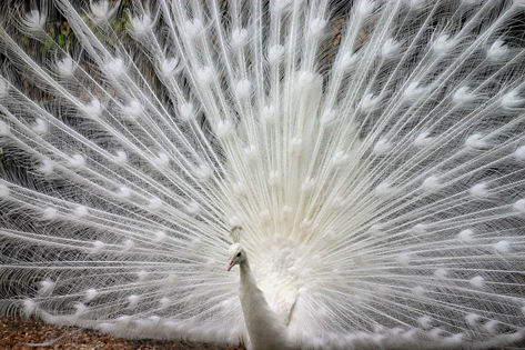 Pavone , Natura Mediterraneo | Forum Naturalistico