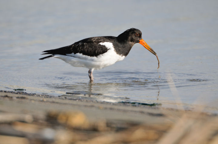Beccaccia di mare , Natura Mediterraneo | Forum Naturalistico