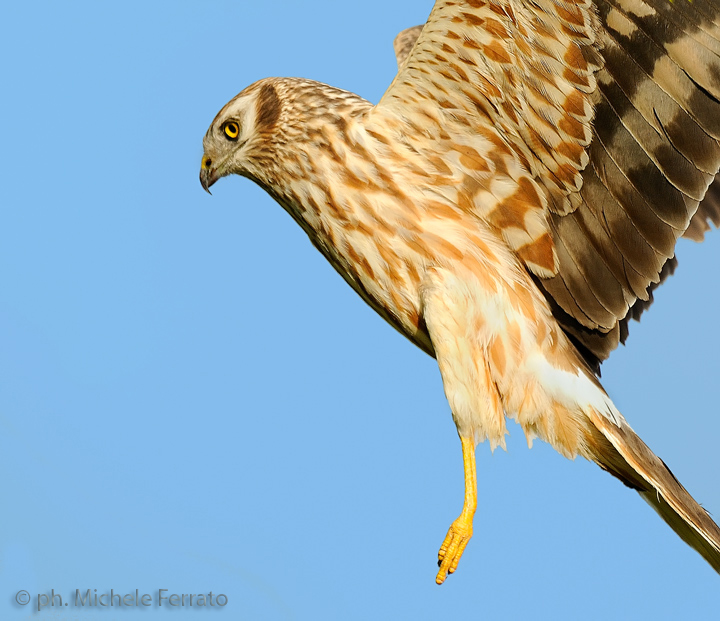 Albanella minore , Natura Mediterraneo | Forum Naturalistico
