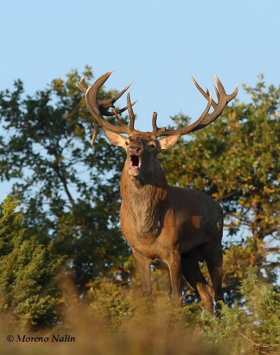 Strategie riproduttive del cervo (Cervus elaphus) , Natura Mediterraneo ...