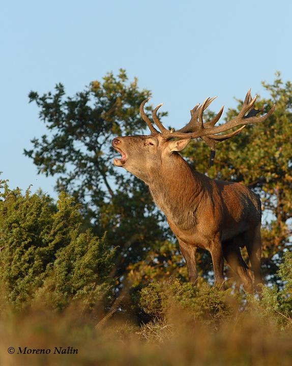 Strategie riproduttive del cervo (Cervus elaphus) , Natura Mediterraneo ...