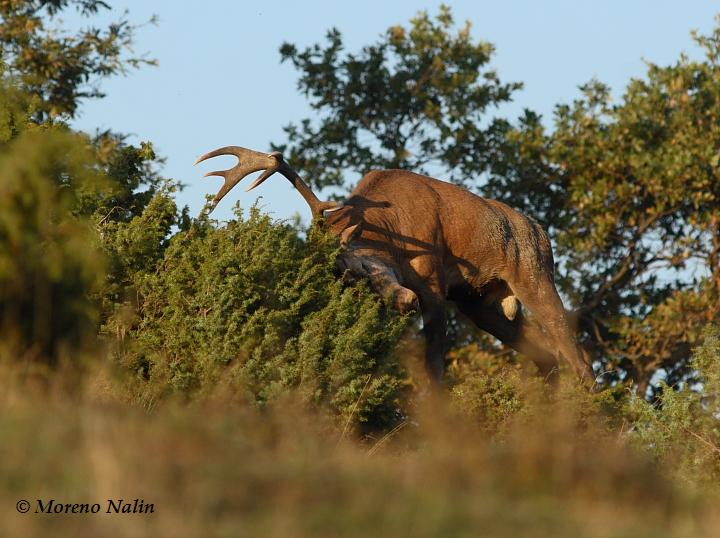 Strategie riproduttive del cervo (Cervus elaphus) , Natura Mediterraneo ...