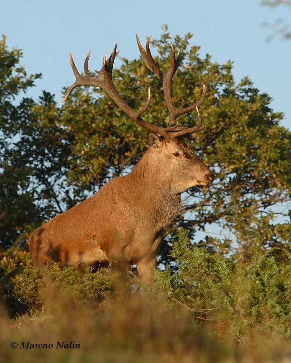 Strategie riproduttive del cervo (Cervus elaphus) , Natura Mediterraneo ...
