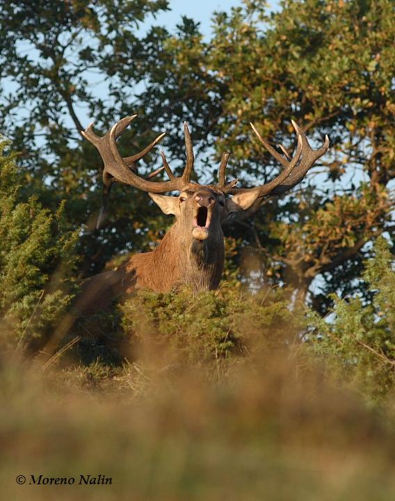 Strategie riproduttive del cervo (Cervus elaphus) , Natura Mediterraneo ...