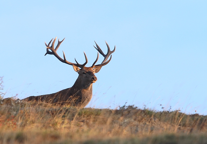 Strategie riproduttive del cervo (Cervus elaphus) , Natura Mediterraneo ...