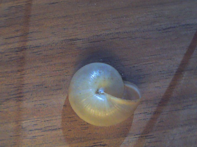 Monacha cantiana ? , Natura Mediterraneo | Forum Naturalistico