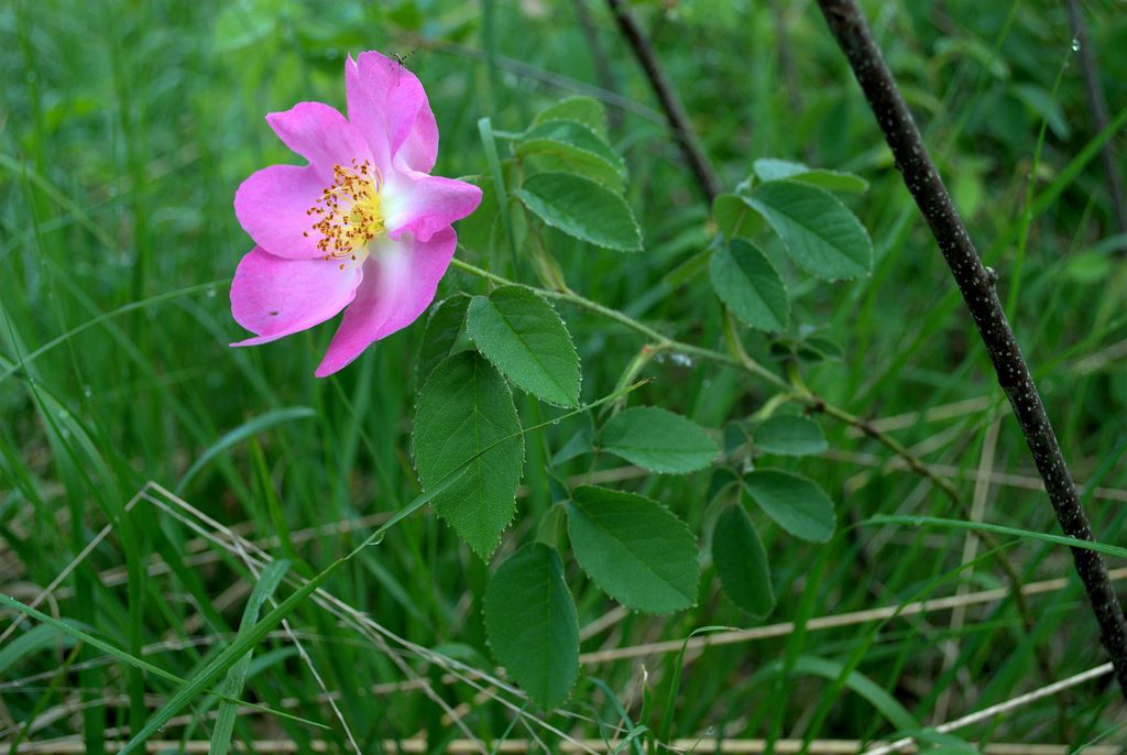 Rosa villosa? , Natura Mediterraneo | Forum Naturalistico