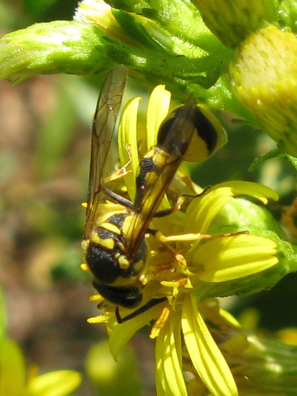 Vespidae Eumeninae: Eumenes sp. , Natura Mediterraneo | Forum Naturalistico
