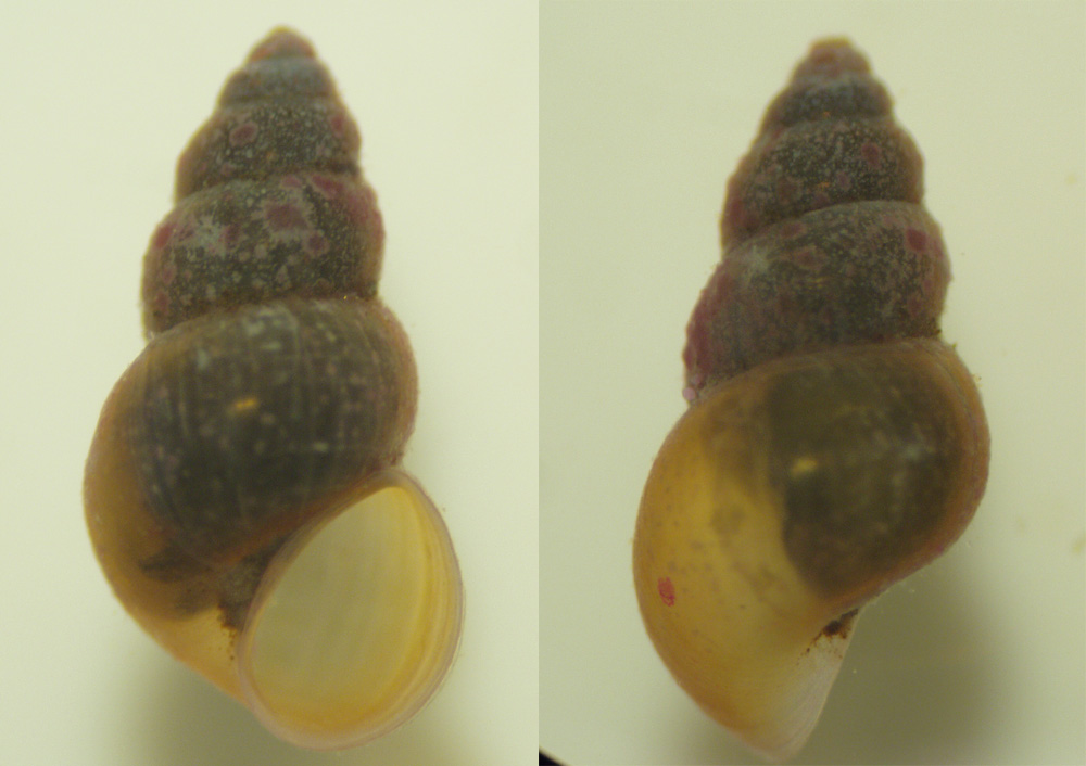 Ancora gasteropodi lagunari - Hydrobia acuta , Natura Mediterraneo ...