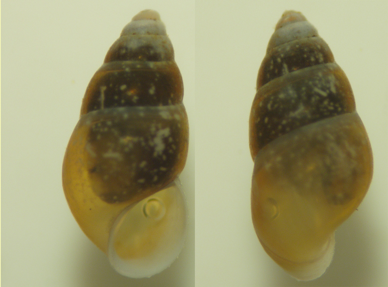 Ancora gasteropodi lagunari - Hydrobia acuta , Natura Mediterraneo ...