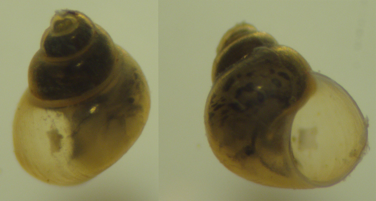 Ancora gasteropodi lagunari - Hydrobia acuta , Natura Mediterraneo ...