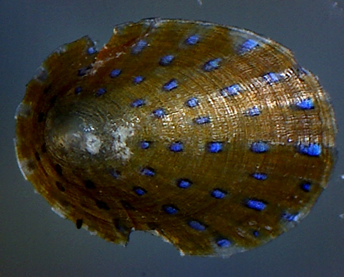patellidae?????? , Natura Mediterraneo | Forum Naturalistico