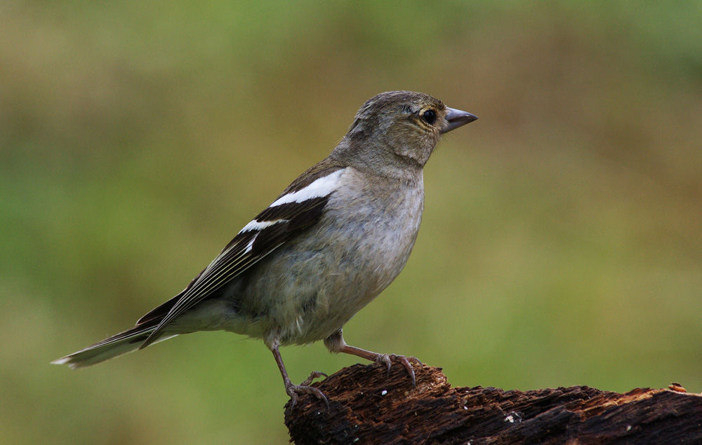 fringuella , Natura Mediterraneo | Forum Naturalistico
