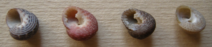 gibbule e clanculus corallinus , Natura Mediterraneo | Forum Naturalistico