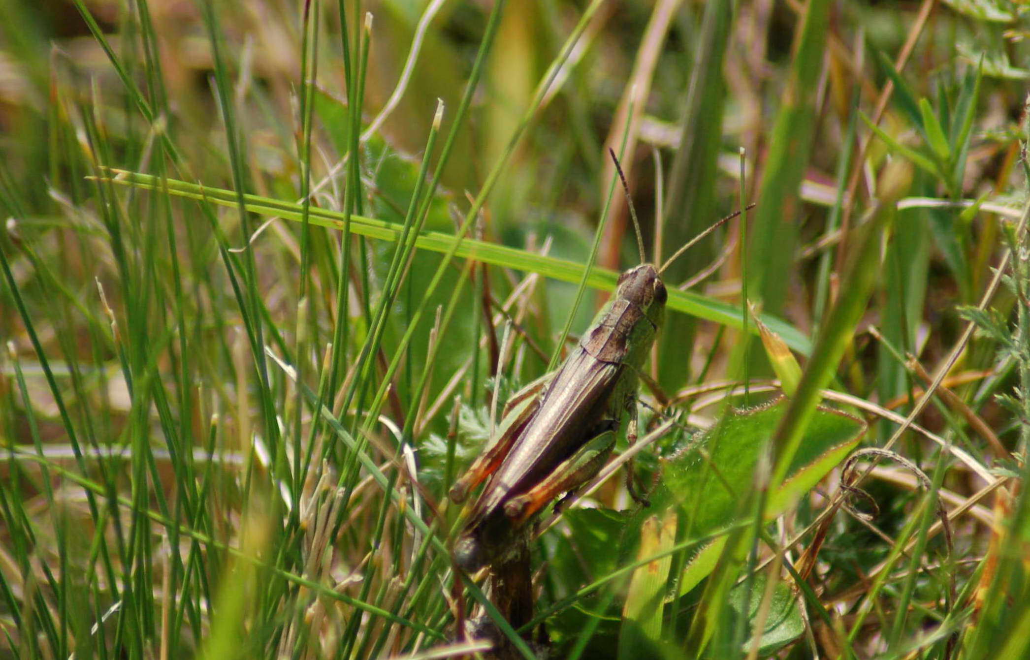 Cavallette del Bondone , Natura Mediterraneo | Forum Naturalistico