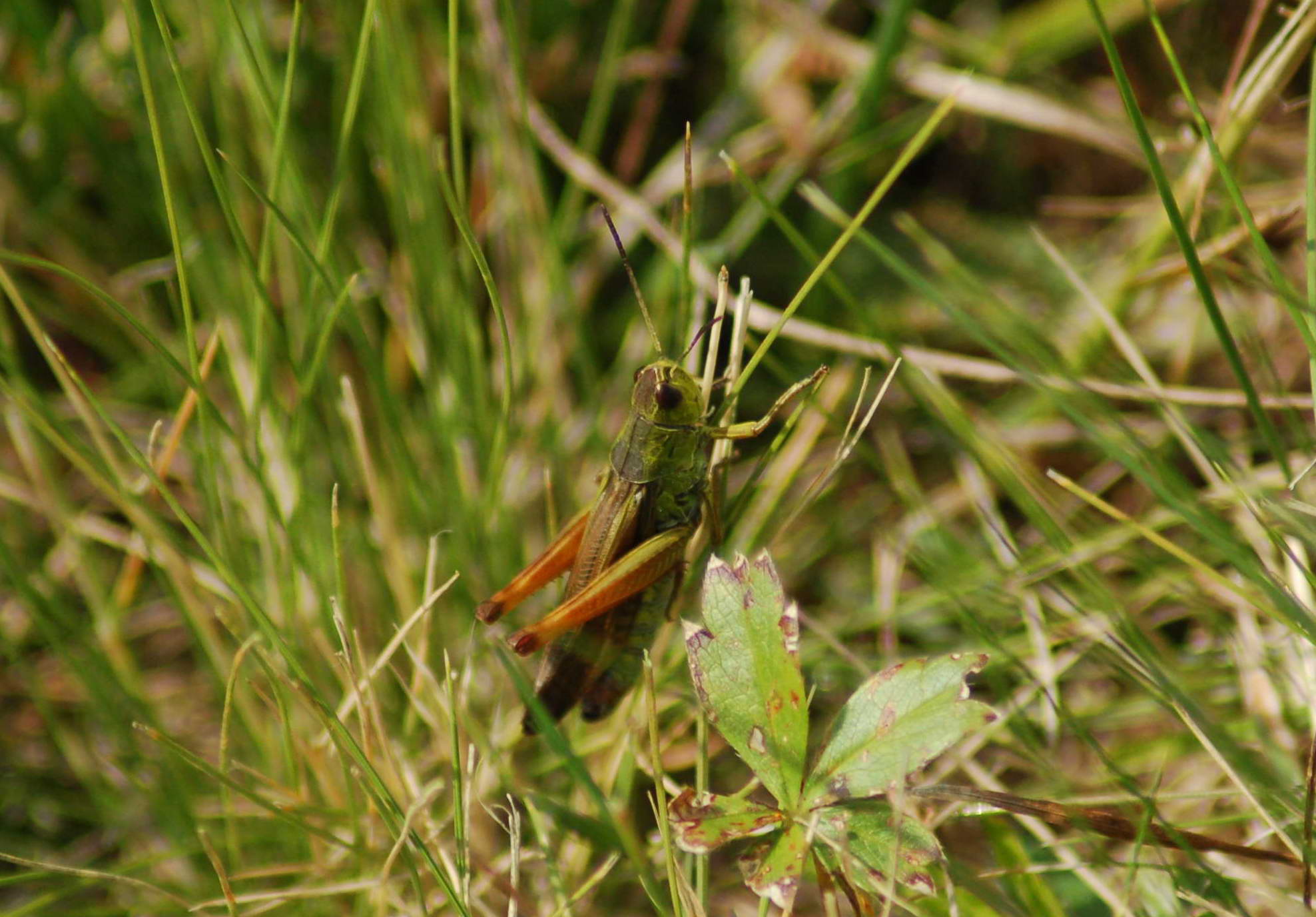 Cavallette del Bondone , Natura Mediterraneo | Forum Naturalistico