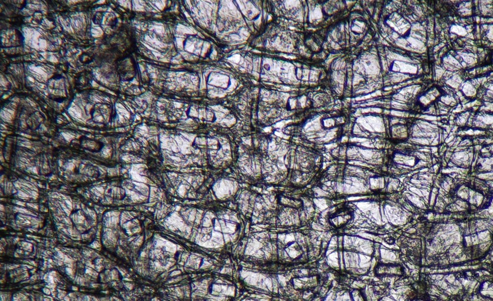 Cuticola di Aglio , Natura Mediterraneo | Forum Naturalistico