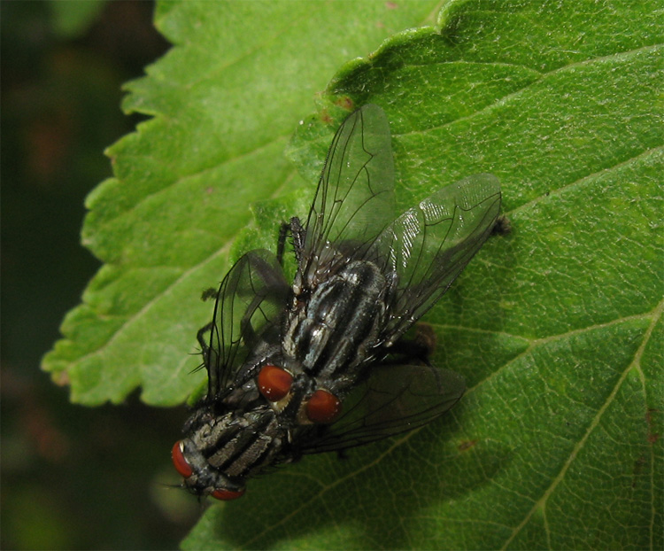 Musca domestica? No, Sarcophaga sp. , Natura Mediterraneo | Forum ...
