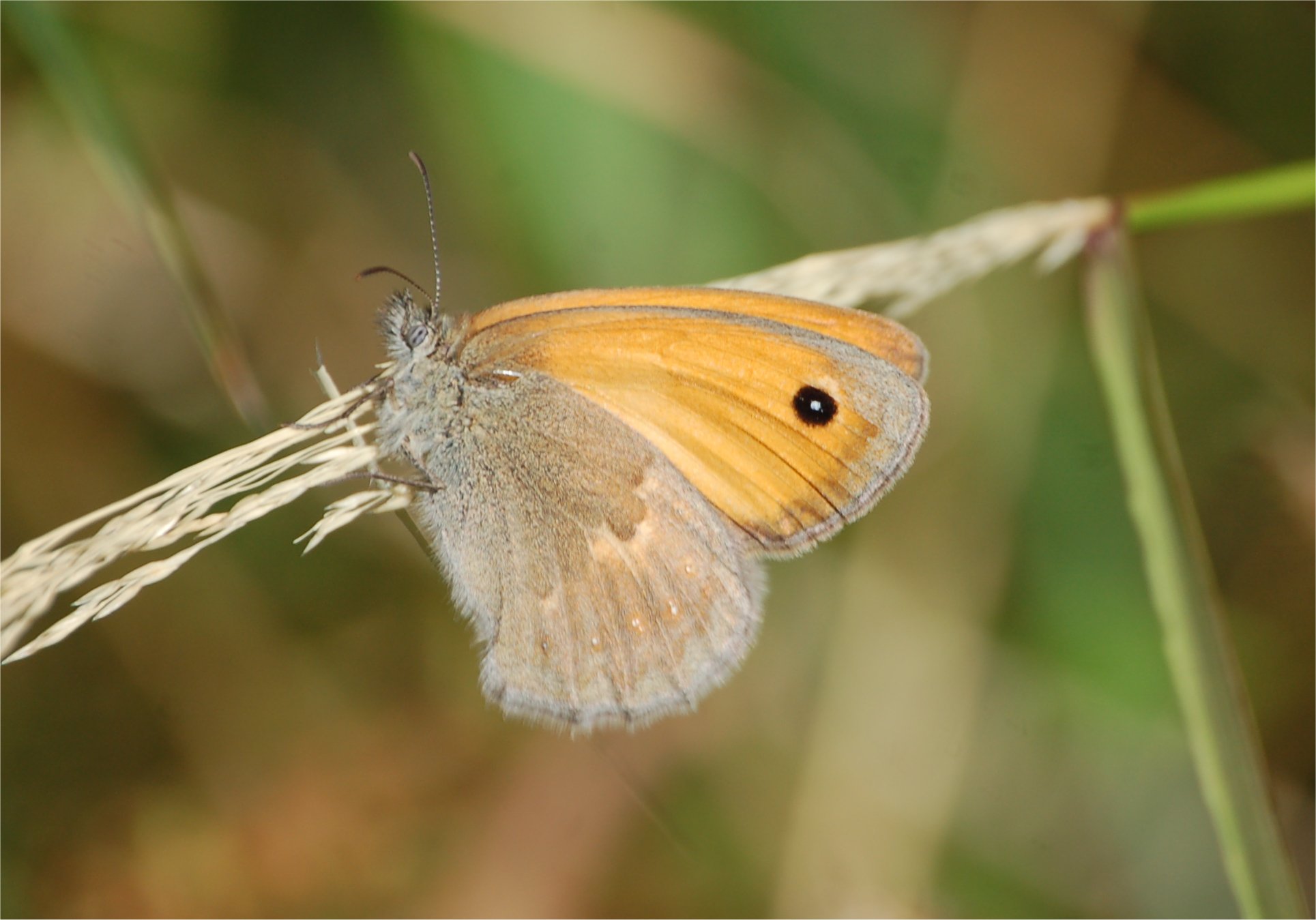 Pyronia tithonus ? , Natura Mediterraneo | Forum Naturalistico