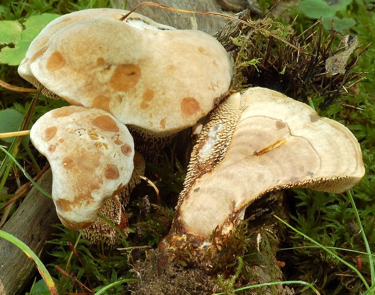 Del 4 luglio (5) , Natura Mediterraneo | Forum Naturalistico