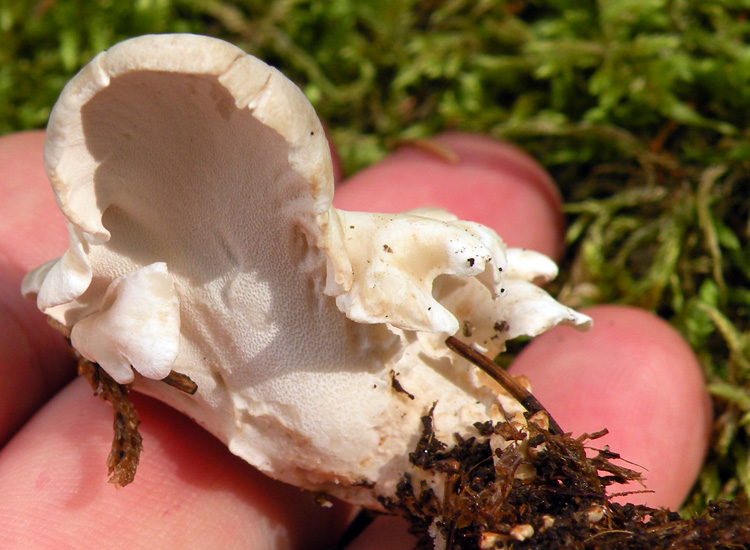Albatrellus sp? , Natura Mediterraneo | Forum Naturalistico