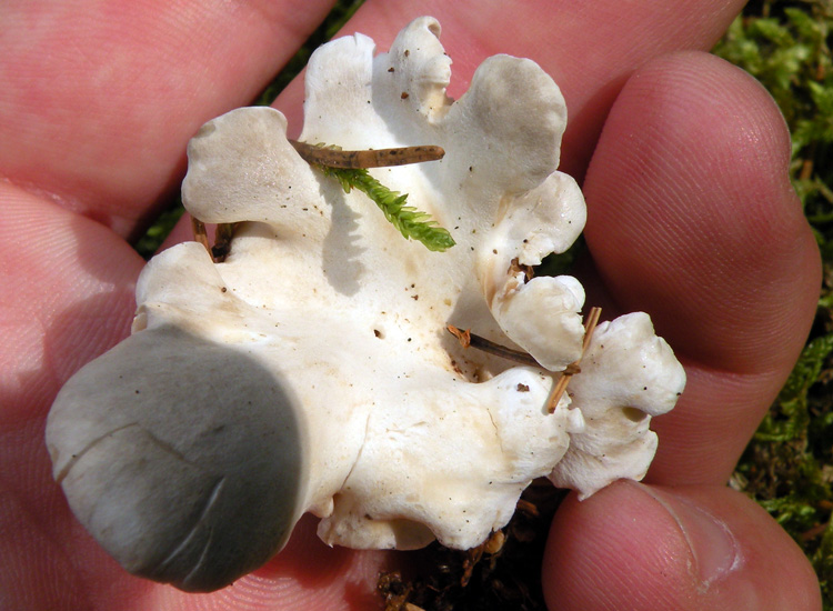 Albatrellus sp? , Natura Mediterraneo | Forum Naturalistico