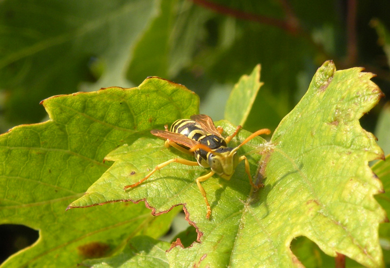 Probabile Odynerus sp. e maschio di Polistes gallicus , Natura ...