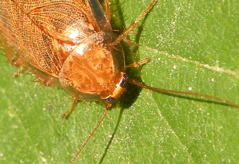 Blattaria: Capraiellus o Ectobius? Ectobius , Natura Mediterraneo ...