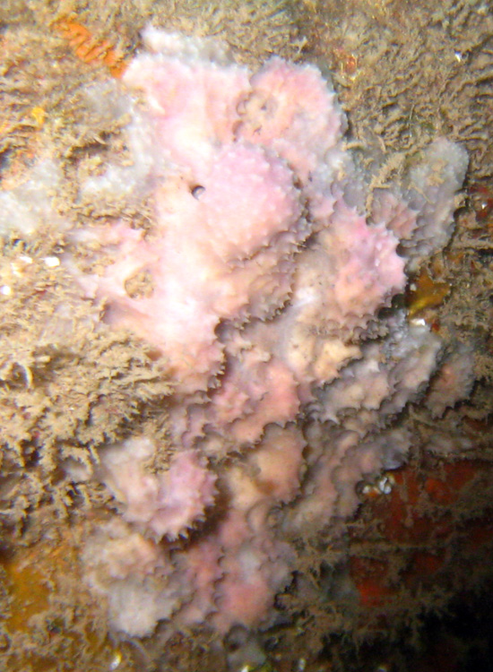 Dysidea sp. , Natura Mediterraneo | Forum Naturalistico