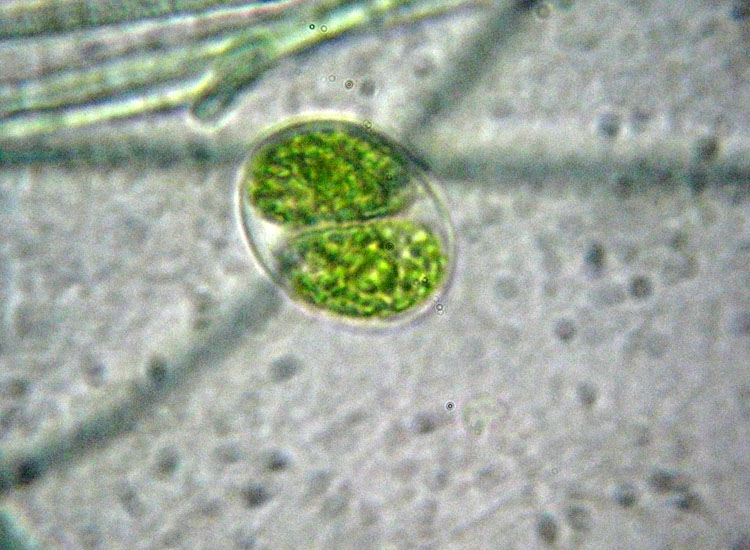 Pensavo fosse Desmococcus olivaceus... , Natura Mediterraneo | Forum ...