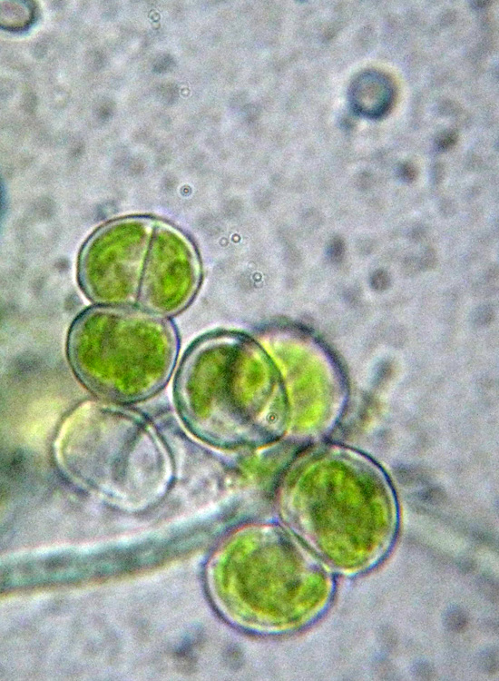 Pensavo fosse Desmococcus olivaceus... , Natura Mediterraneo | Forum ...