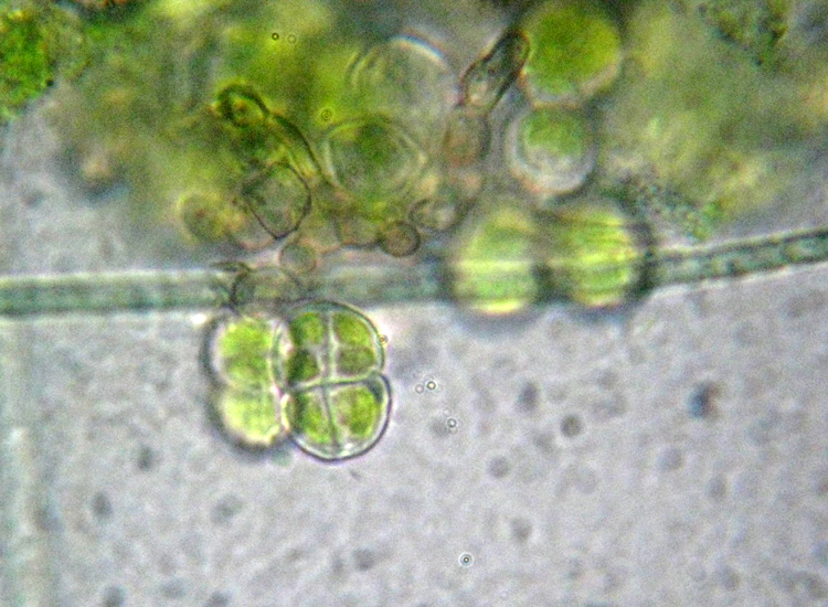 Pensavo fosse Desmococcus olivaceus... , Natura Mediterraneo | Forum ...