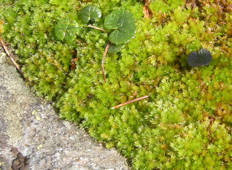 E' uno sfagno? , Natura Mediterraneo | Forum Naturalistico