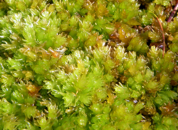 E' uno sfagno? , Natura Mediterraneo | Forum Naturalistico