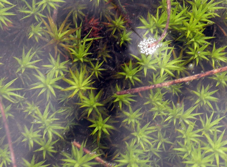 E' uno sfagno? , Natura Mediterraneo | Forum Naturalistico