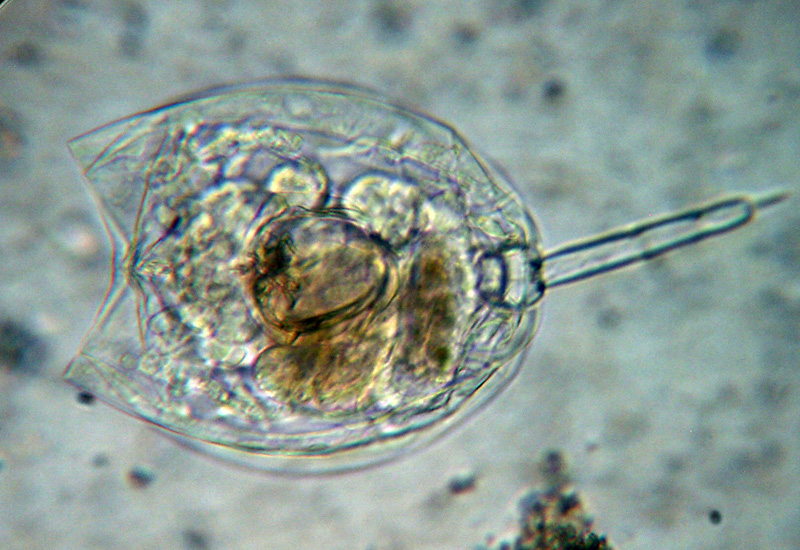 Lecane gruppo lunaris , Natura Mediterraneo | Forum Naturalistico