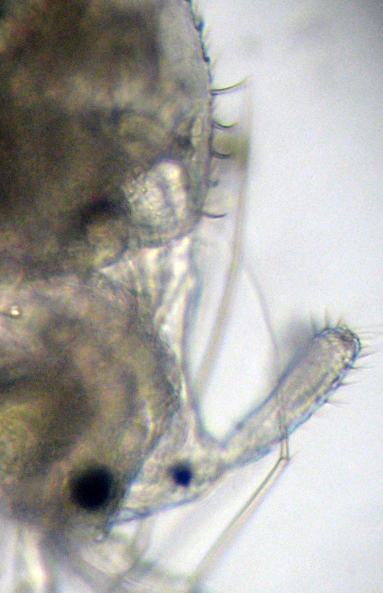 Nasone (verosimile Macrothrix hirsuticornis) , Natura Mediterraneo ...