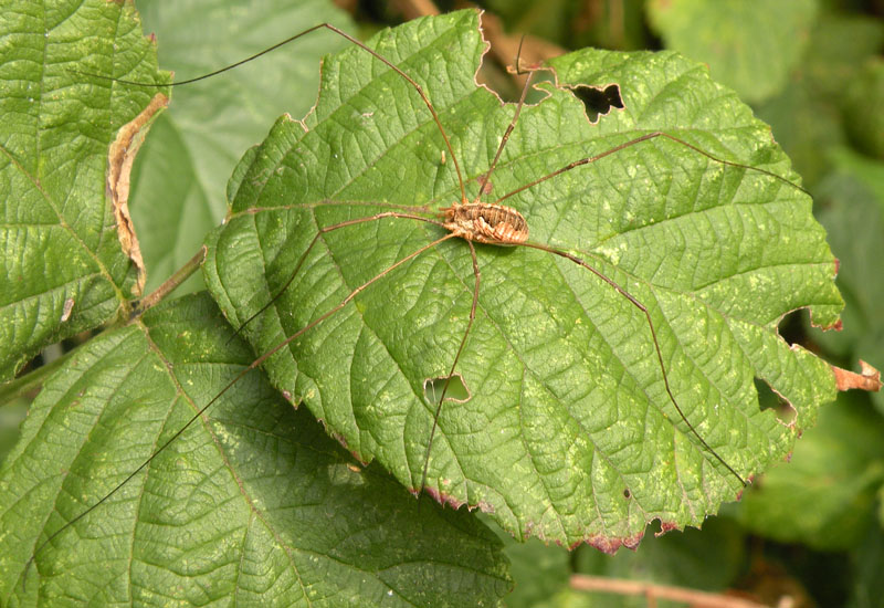 Opilioni emiliani - Phalang. opilio (m/f) - O. transversalis , Natura ...