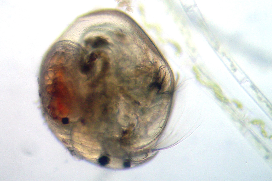 Chydorus sp. , Natura Mediterraneo | Forum Naturalistico