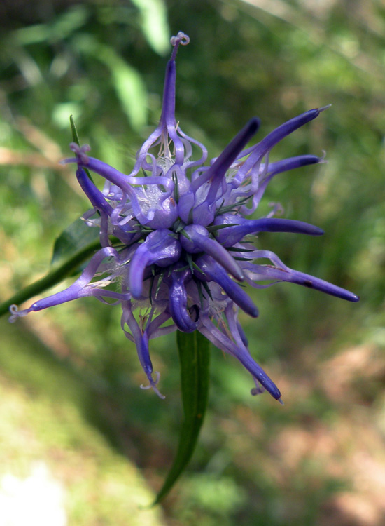 Phyteuma scheuchzeri / Raponzolo di Scheuchzer , Natura Mediterraneo ...