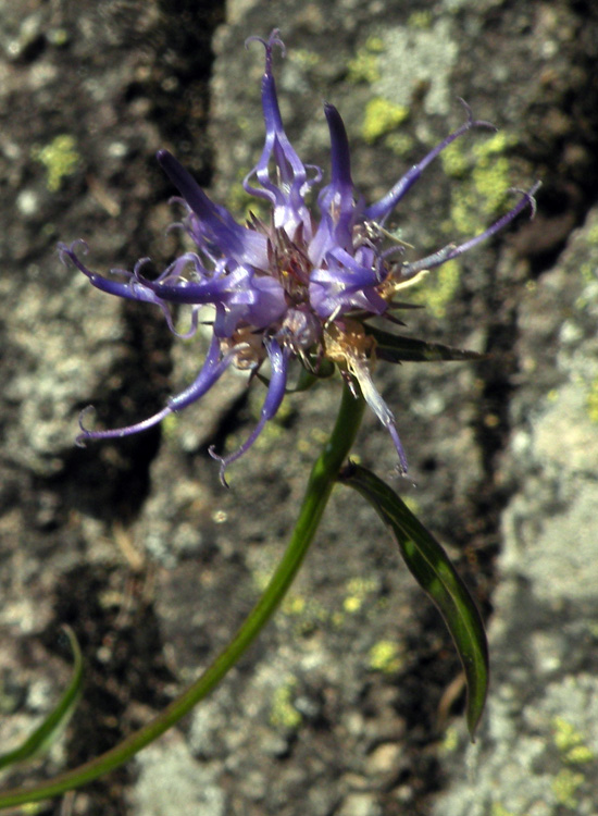 Phyteuma scheuchzeri / Raponzolo di Scheuchzer , Natura Mediterraneo ...