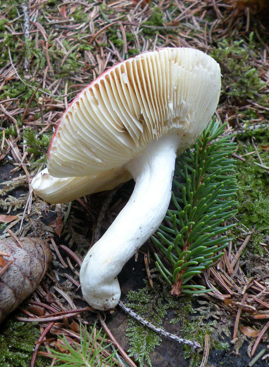 Russule, russule, russule... , Natura Mediterraneo | Forum Naturalistico